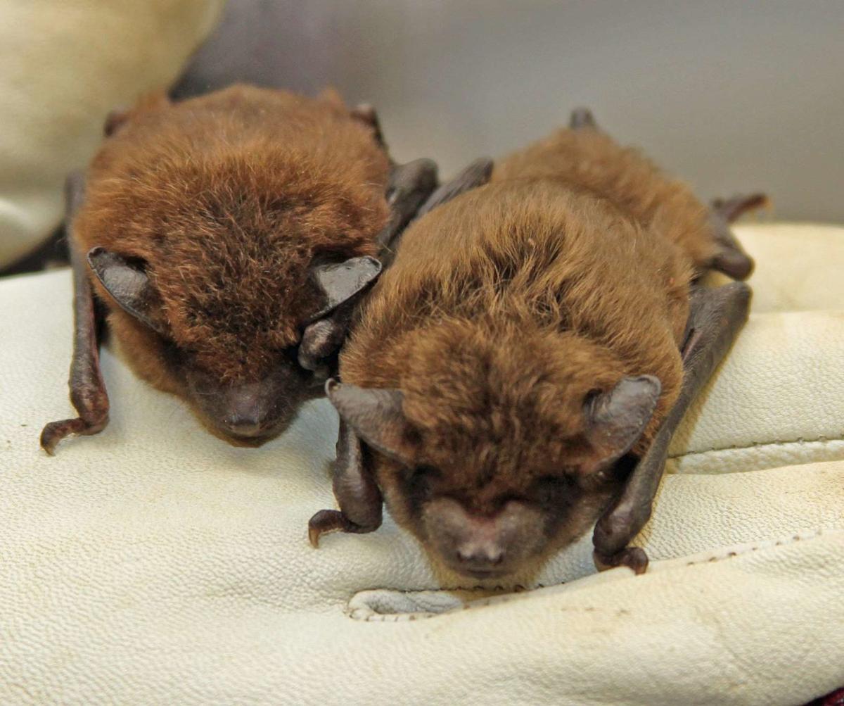 Bat Blitz Highlights Role in Alabama's Ecosystem | Online Only ...