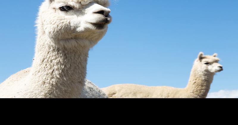 Pet Talk: First-Time Alpaca Ownership: What To Consider Before Buying ...