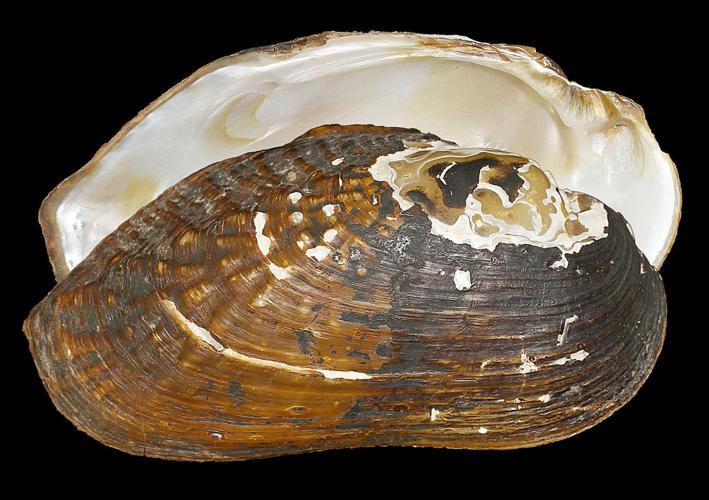 Endangered Alabama Pearlshell Mussel Habitat Protected | Online Only ...
