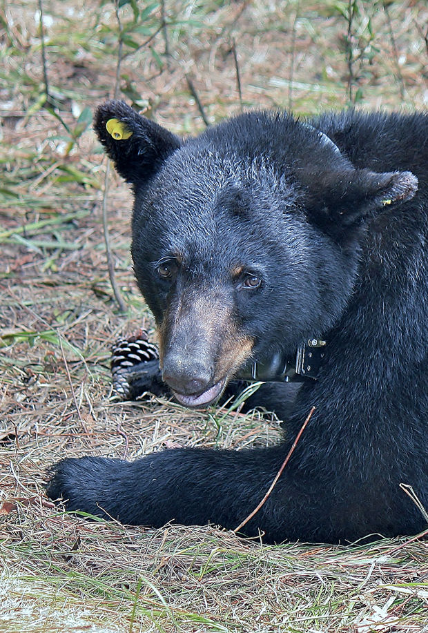Black Bear Sightings Likely to Increase in Alabama | Online Only ...
