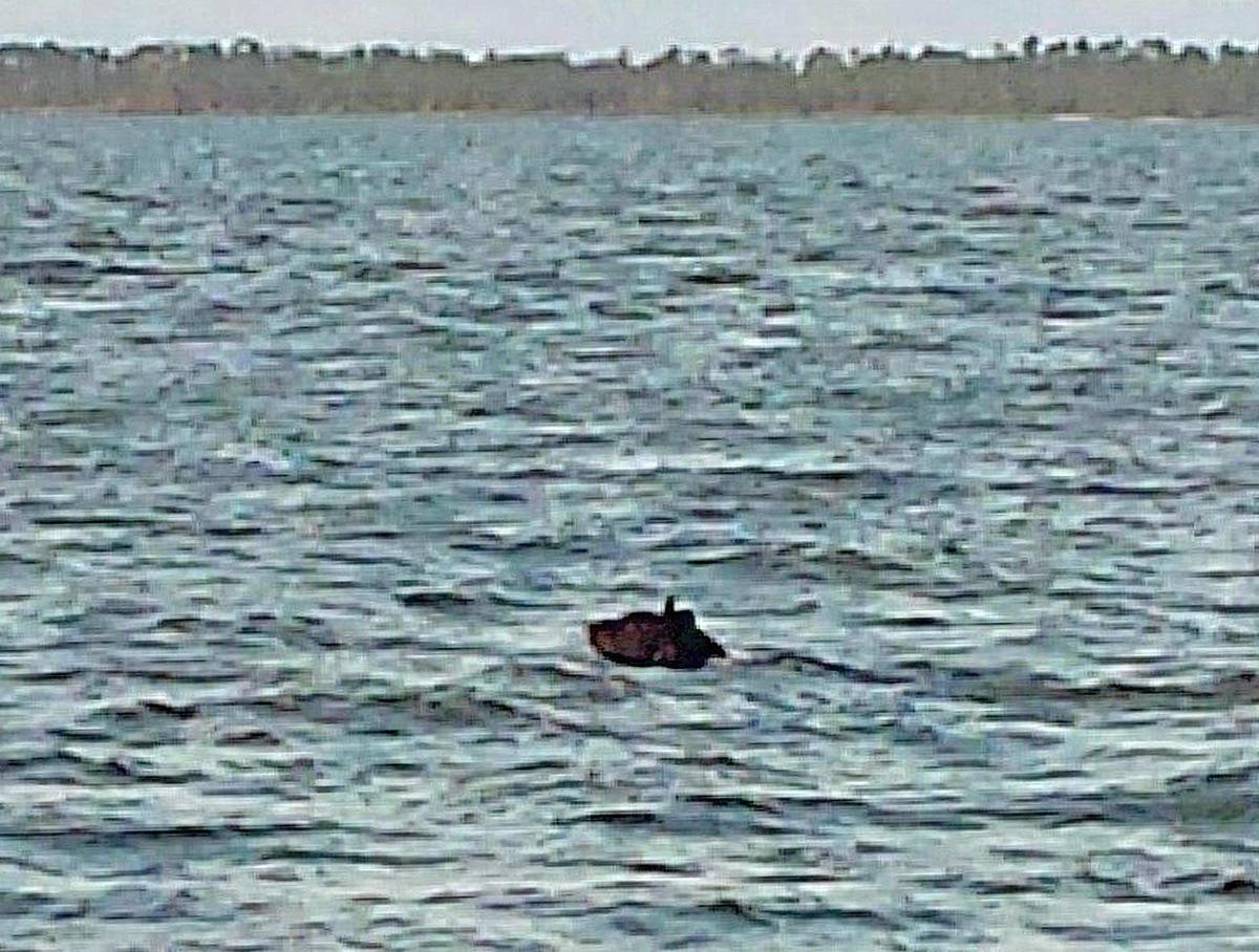 Black Bears on the Move in Alabama | Online Only | courierjournal.net