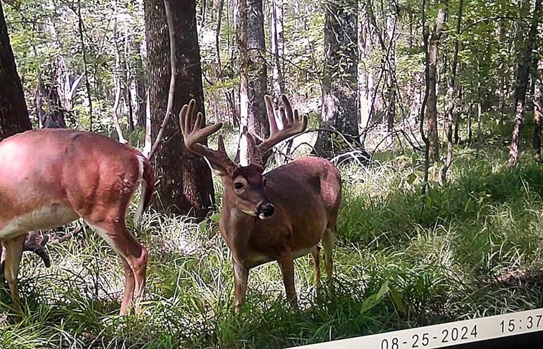 Deer Management Assistance Program Celebrates 40th Year | Online Only ...