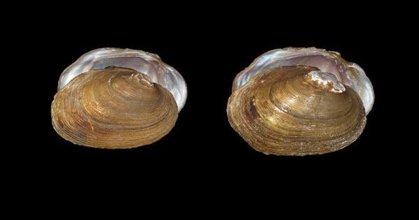 Rare Mussels Return to Alabama and Tennessee Decades After Being Lost ...