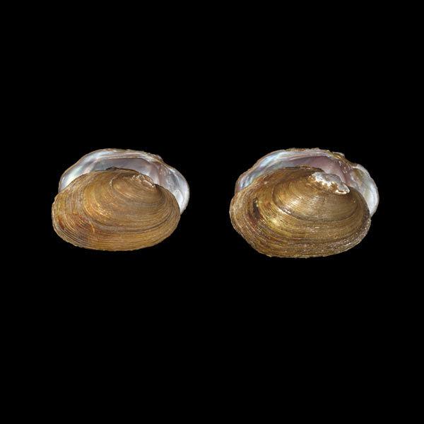 Rare Mussels Return to Alabama and Tennessee Decades After Being Lost ...