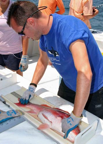 Alabama's Private Recreational Anglers Red Snapper Quota May Be Cut ...