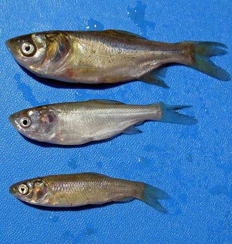 Carp Species Potential Threats to Alabama Waterways | Online Only ...