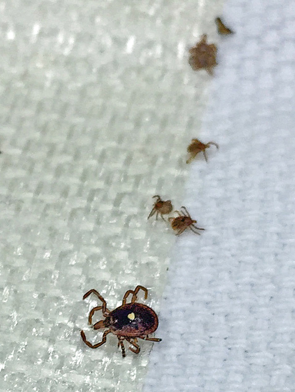 Disease-Carrying Ticks Widespread Across Alabama | Online Only ...