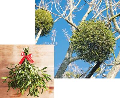 Mistletoe: Holiday Friend or Forest Foe? | News | courierjournal.net