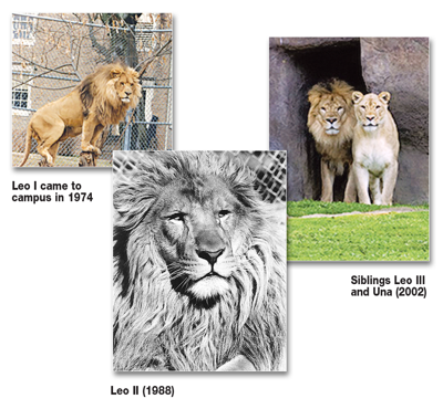Lion's Lair? | News | courierjournal.net
