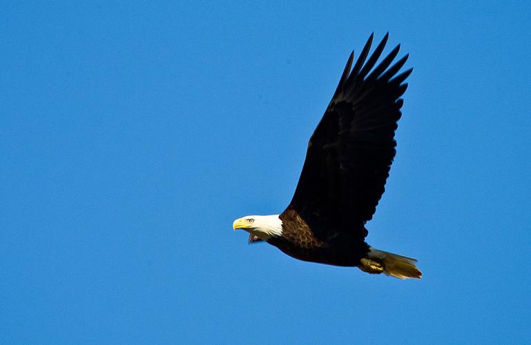 Eagle Awareness Weekends Celebrate 40th Anniversary in January | Online ...