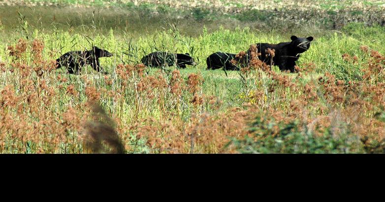 Northeast Alabama Black Bears | Online Only | courierjournal.net