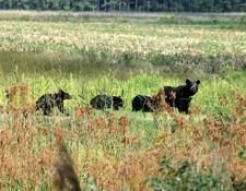 Northeast Alabama Black Bears | Online Only | courierjournal.net