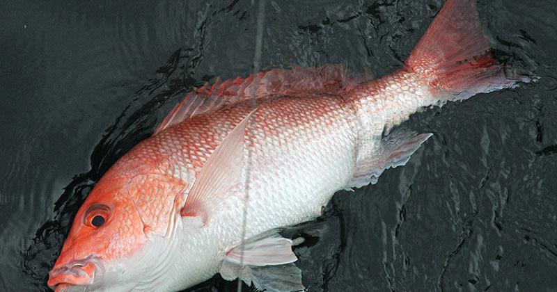 ADCNR Named Agency of Year at Sportsmen's Caucus Summit | Online Only ...