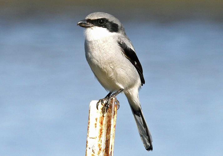 loggerhead shrike conservation status
