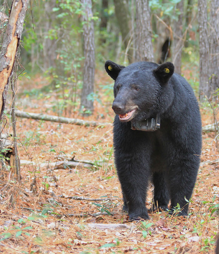 Black Bear Sightings Likely to Increase in Alabama | Online Only ...