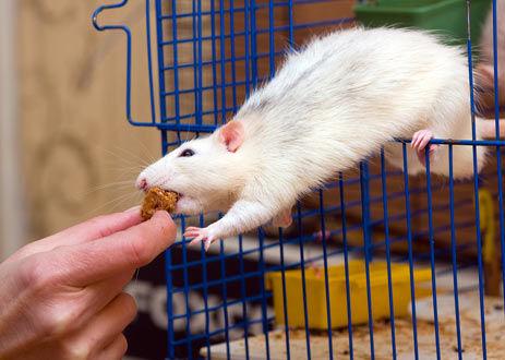 Pet Talk: Rats as Pets | Online Only | courierjournal.net
