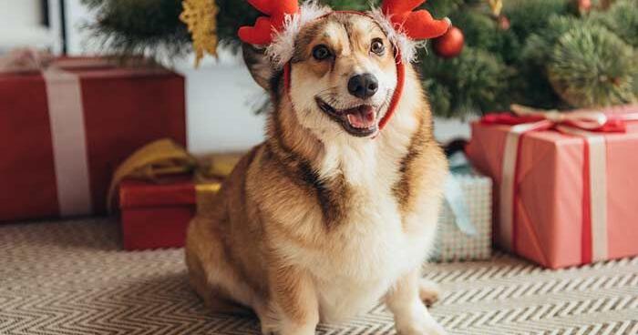 Pet Talk: Having A Paw-some Holiday: Keeping Pets Safe, Happy, and ...