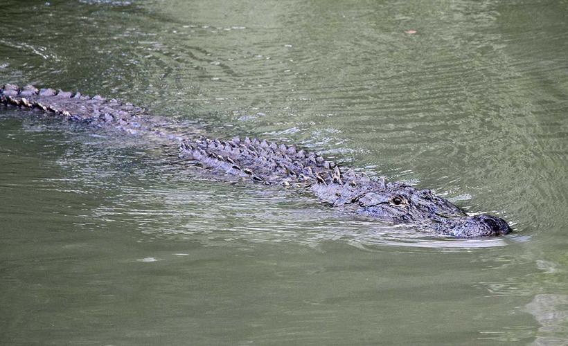 Alligator Comeback Continues; Hunt Registration Opens June 2 | Online ...