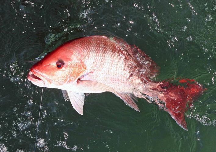 Seatrout, Flounder Limits Change August 1 | Online Only ...