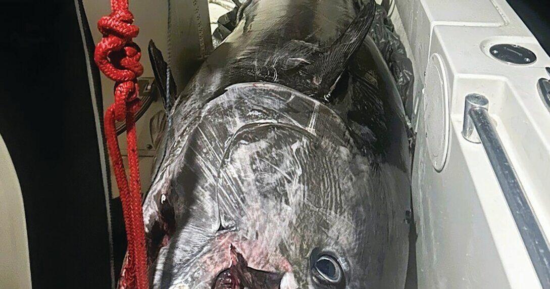 800-pound tuna caught at mouth of Bay | Sports Columns | cranstononline.com