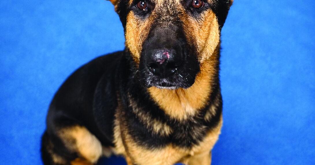 Animal Talk Adoptable Dog of the Week - Gunner | Lifestyles ...