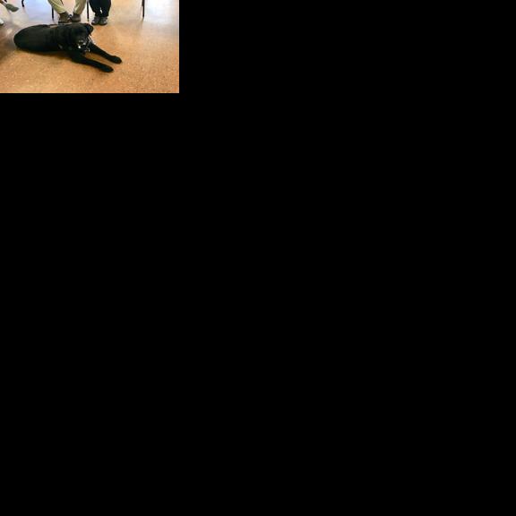 Therapy dog visits VIS Group | Glade Sun | crossville-chronicle.com