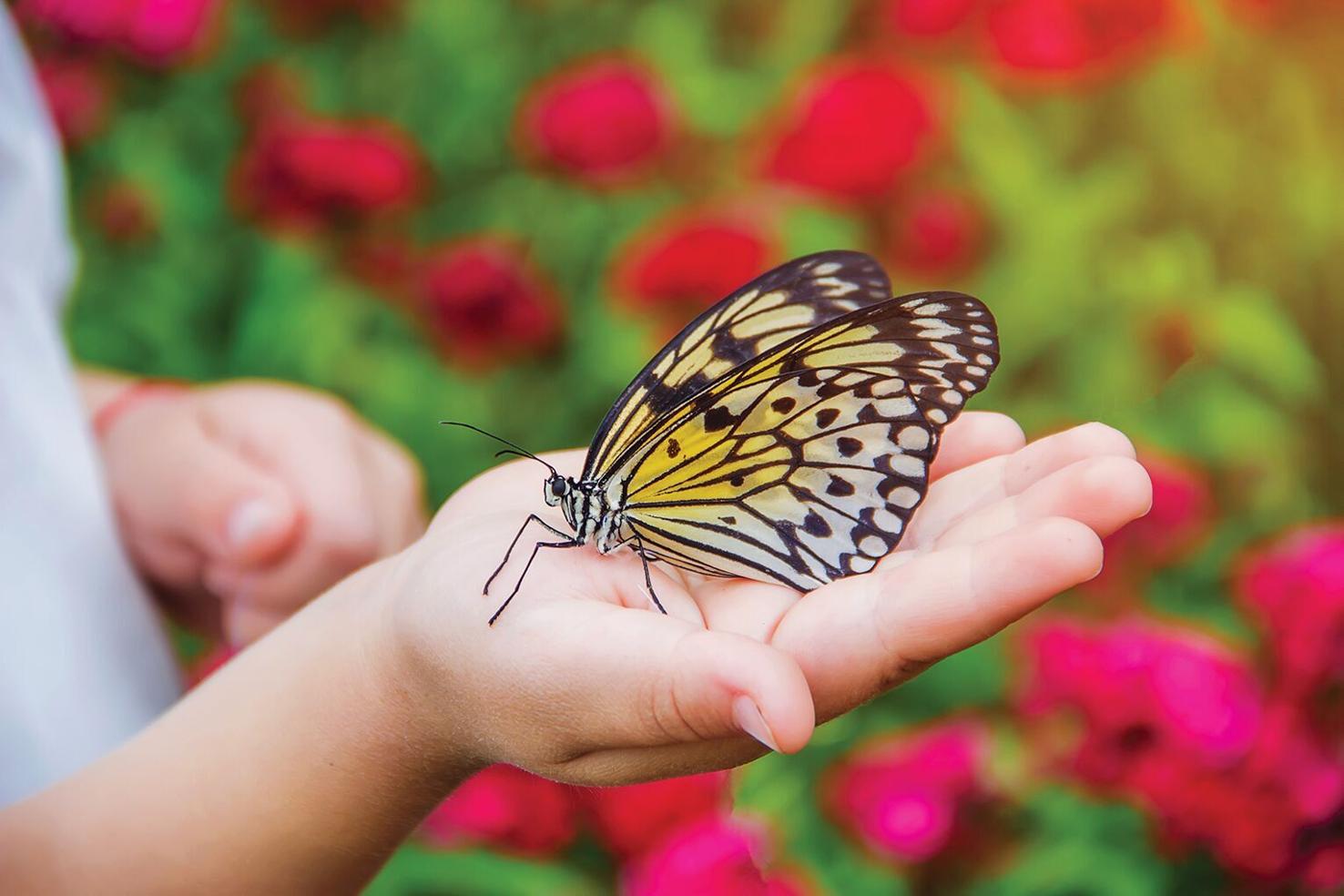 Take part in butterfly release celebration of life | Community ...