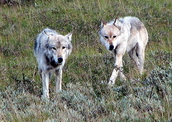 ENJOYING NATURE: Wolves in Tennessee | Glade Sun | crossville-chronicle.com