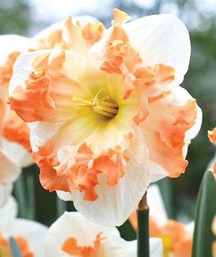 Glade Garden Club selling five varieties of daffodils | Glade Sun ...