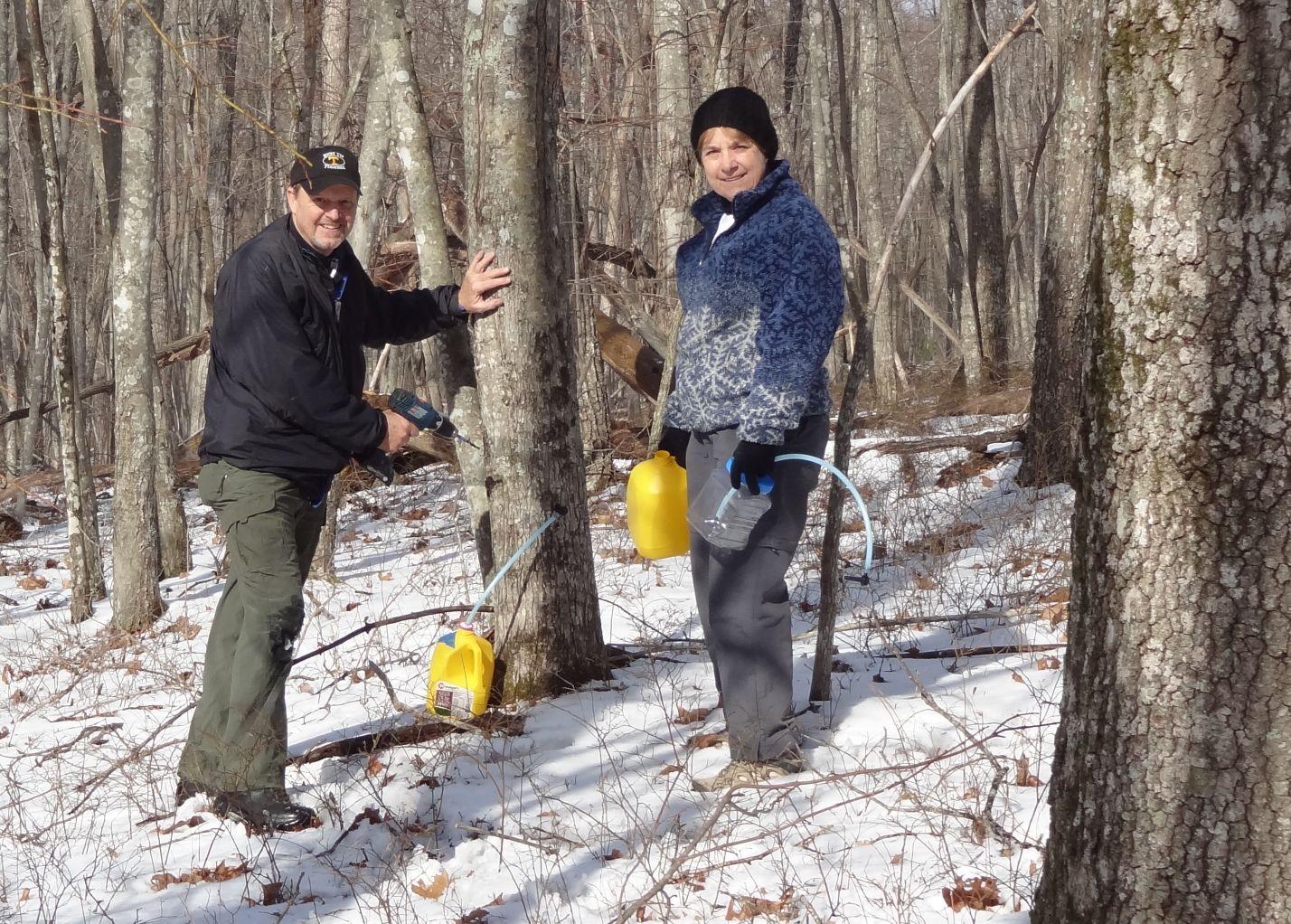 ENJOYING NATURE: The joys of Tennessee maple syrup | Glade Sun ...