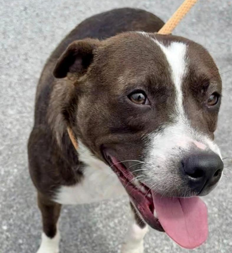 Pet of the Week: Brownie | Community | crossville-chronicle.com