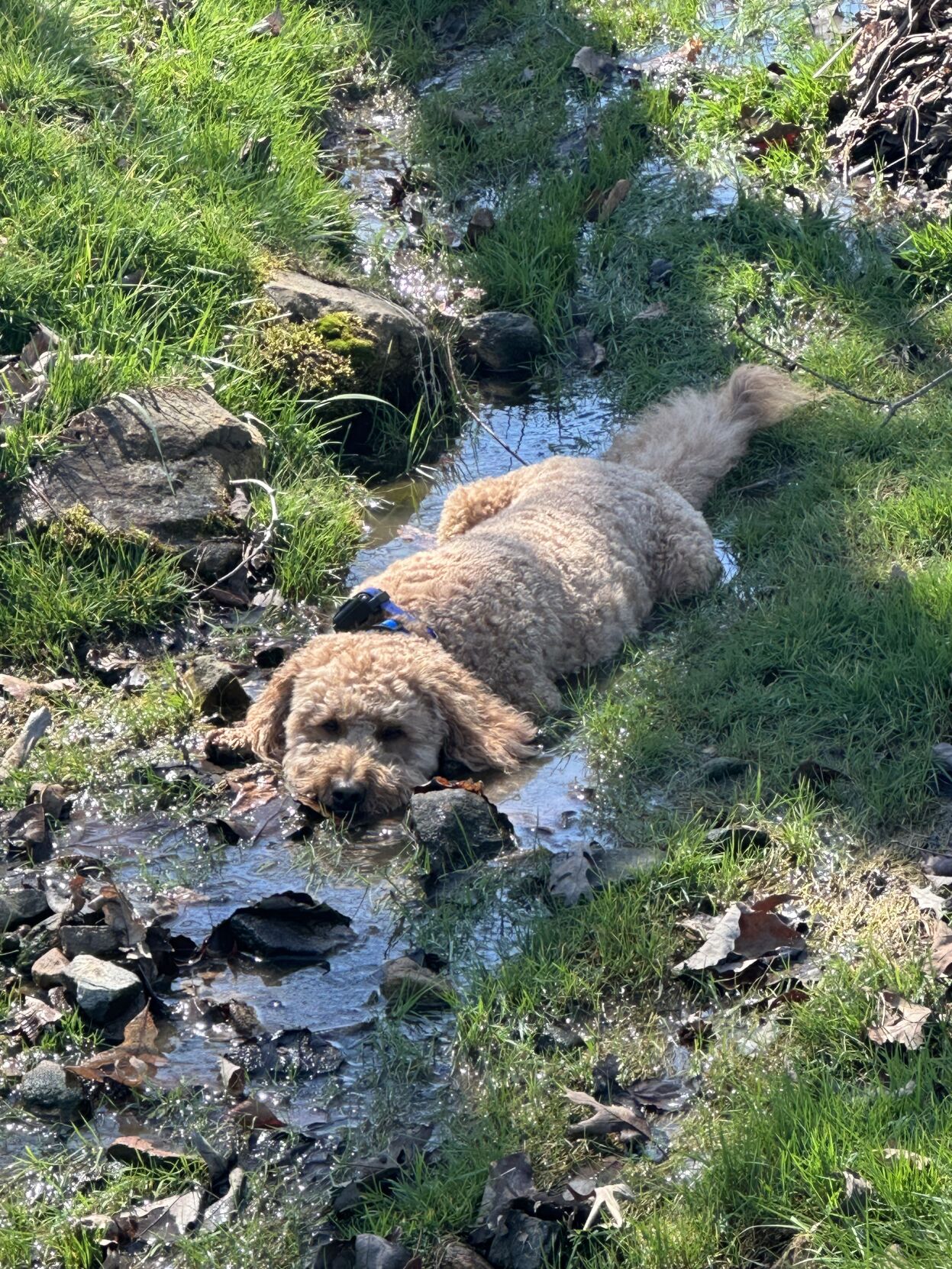 Just cooling off | Glade Sun | crossville-chronicle.com