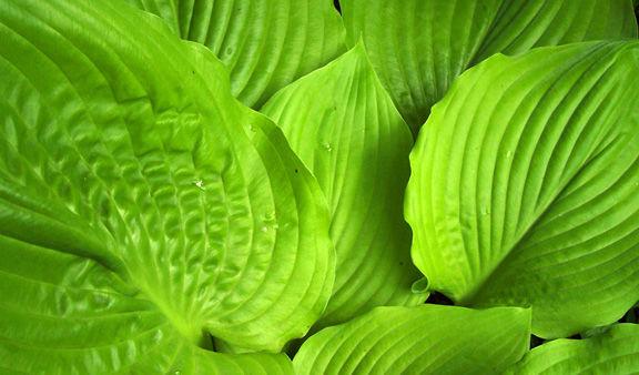 PLATEAU GARDENING: Identifying and managing Hosta virus X | Lifestyles ...
