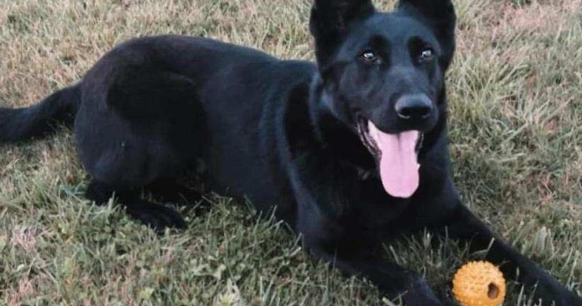 Sheriff's Office mourns the loss of K-9 Deputy Shadow, seeks ...