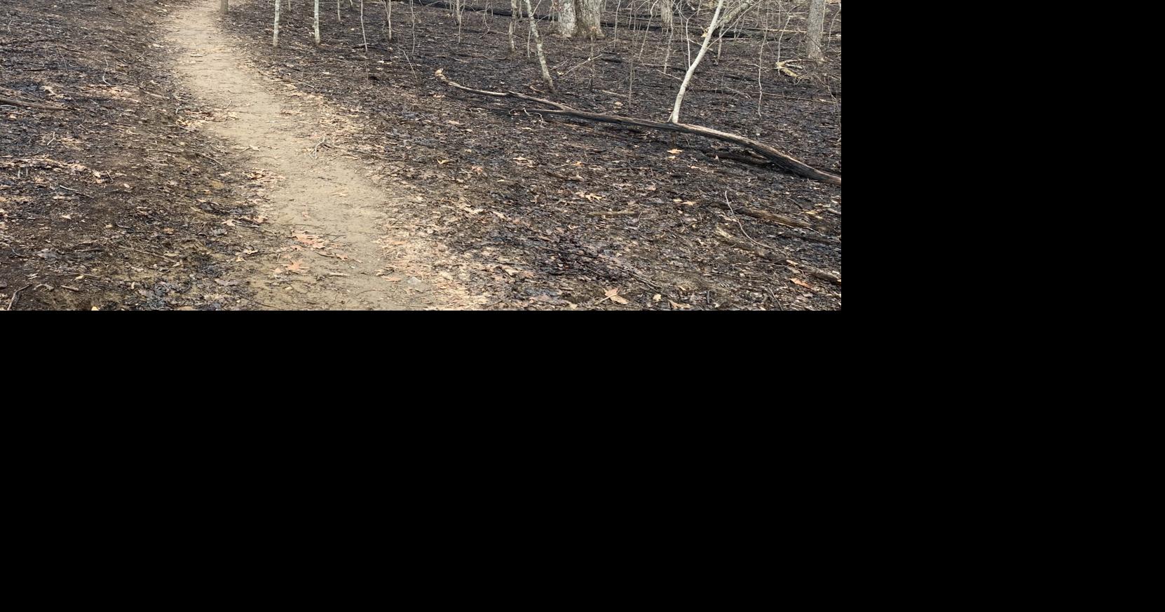 Tree falling on power line started brush fire in Glade | Glade Sun ...