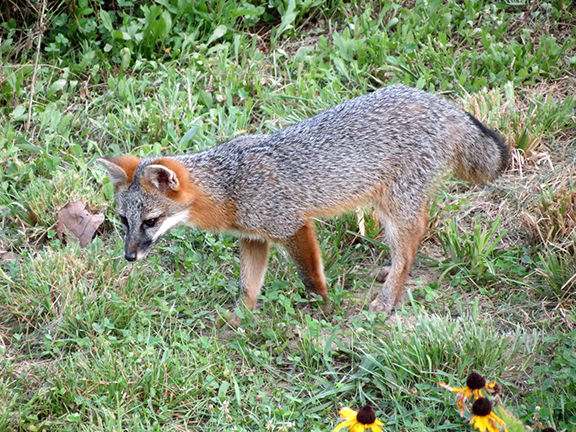 ENJOYING NATURE: Mammals of the Cumberland Plateau | Glade Sun ...