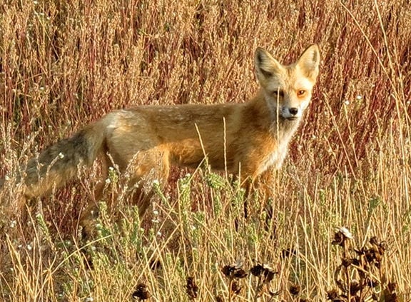 ENJOYING NATURE: Mammals of the Cumberland Plateau | Glade Sun ...