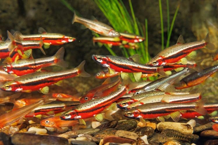 Rare spawning event at Tennessee Aquarium | Lifestyles | crossville ...