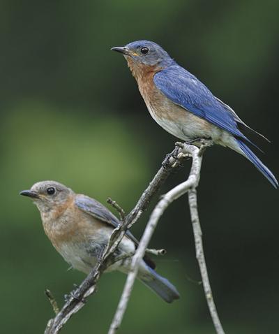 Panel recommends bluebird as official county bird | Local News ...