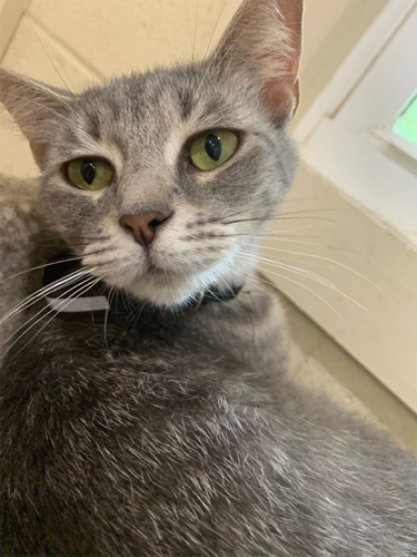 PET OF THE WEEK: Miss Rice | Lifestyles | crossville-chronicle.com