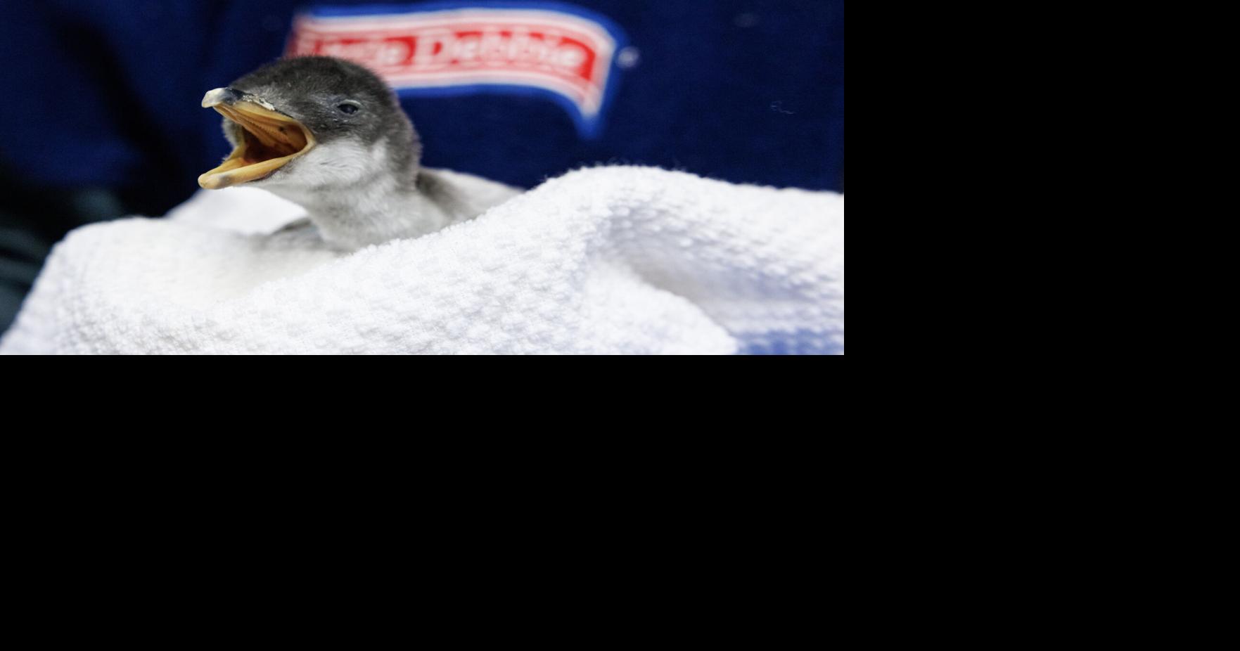 Tennessee Aquarium welcomes newest penguin chick just in time for the ...
