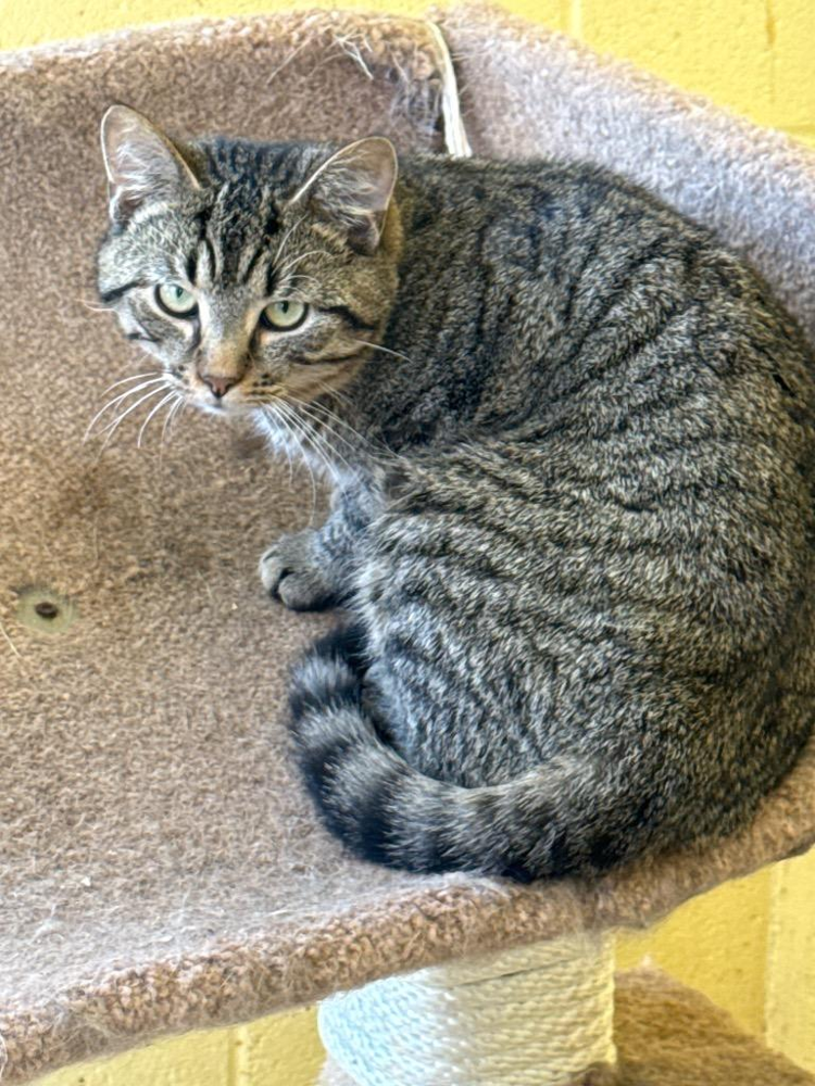 Pet of the Week: Tigger | Community | crossville-chronicle.com