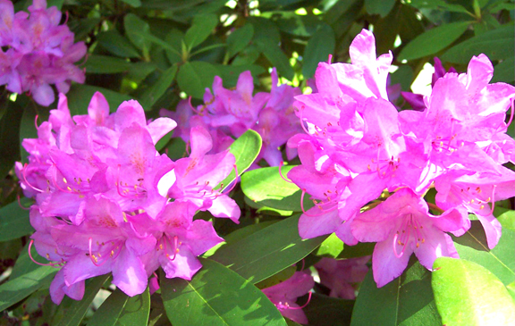 PLATEAU GARDENING: Watch for rhododendron borers and carpenter bees ...