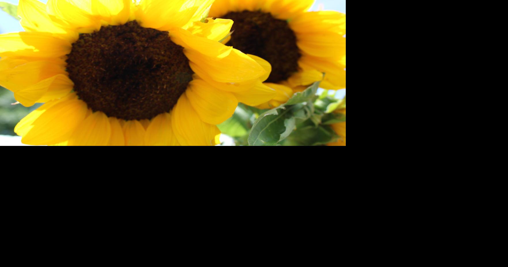 Glade farmers market opens May 1 | Glade Sun | crossville-chronicle.com