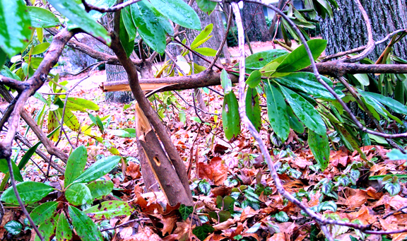 PLATEAU GARDENING: Watch for rhododendron borers and carpenter bees ...