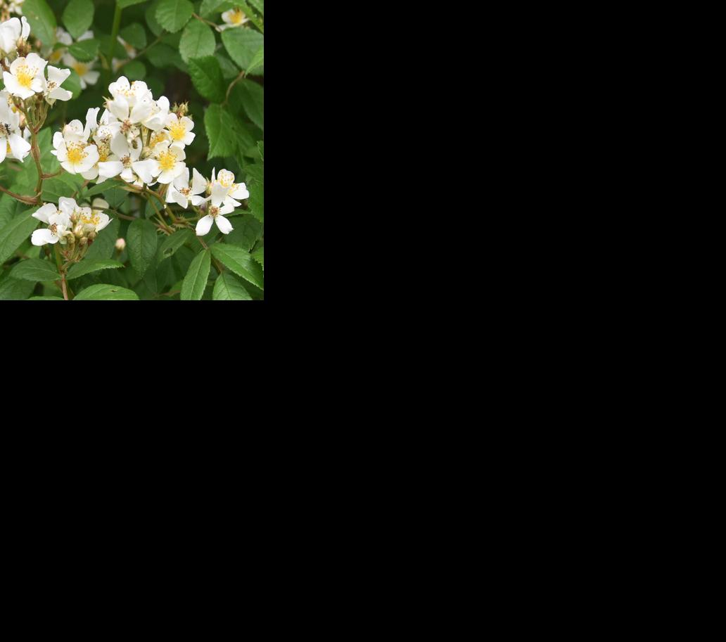 Learn about invasive plants at free class | Lifestyles | crossville ...