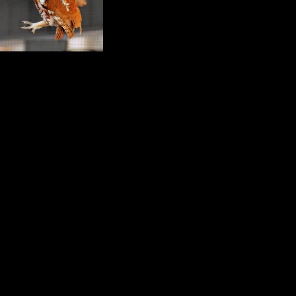 ENJOYING NATURE: Hoooo-dunit? A nature murder mystery | Lifestyles ...