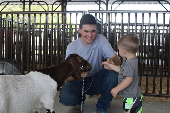 Livestock Show and Sale returns to the county fair | Lifestyles ...