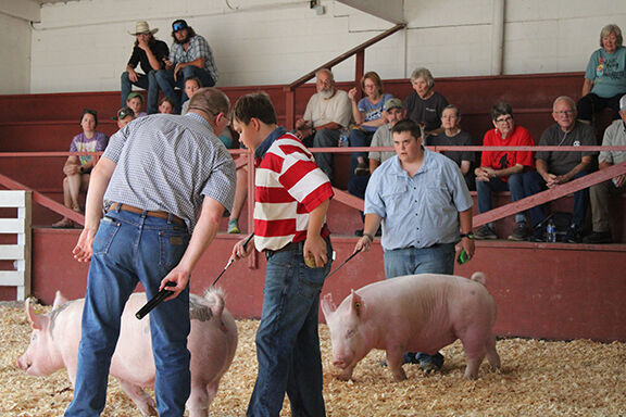 Livestock Show and Sale returns to the county fair | Lifestyles ...