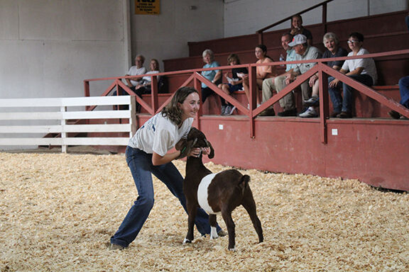 Livestock Show and Sale returns to the county fair | Lifestyles ...